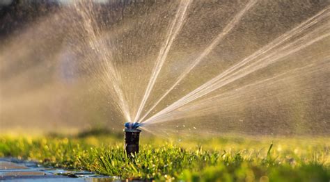 Mastering Lawn Care With Scotts Provista St Augustine Sod Duda Sod