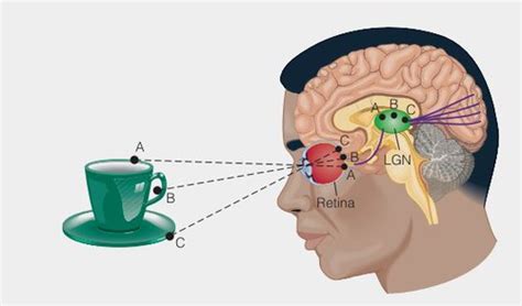 Chapter 4 Cortical Organization Flashcards Quizlet