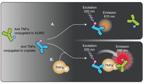 Principle Of Htrf Based Tnf α Assay The Assay Was Designed Using Time