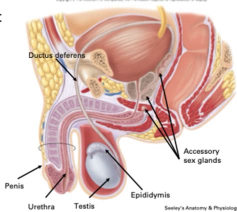 Male Reproductive System Flashcards Quizlet