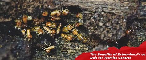 The Benefits Of Exterminex™ As Bait For Termite Control