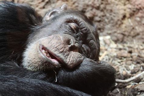 Sleeping Monkey Meme
