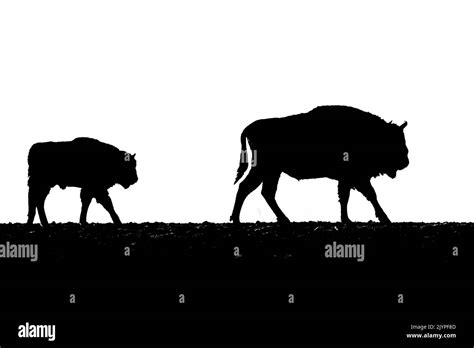 European Bison Bison Bonasus With Calf Bialowieza Poland Stock