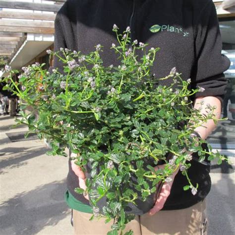 Lilás Da Califórnia Venda Lilás Da Califórnia Ceanothus