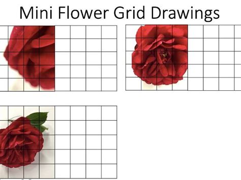 Flower Grid Drawings Teaching Resources