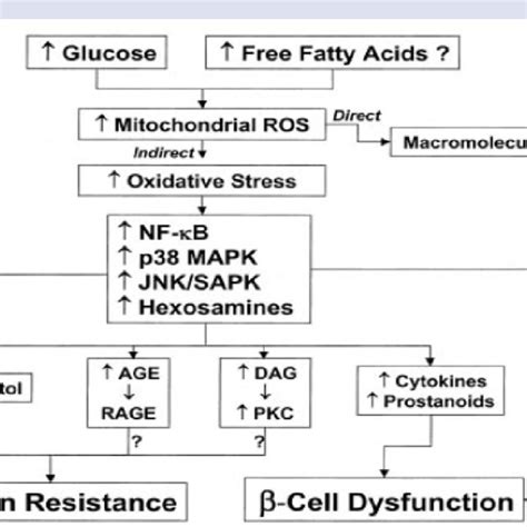 Insulin Resistance And β Cell Dysfunction Due To High Levels Of Glucose Download Scientific