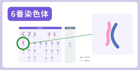 6番染色体（chromosome 6） 遺伝性疾患プラス