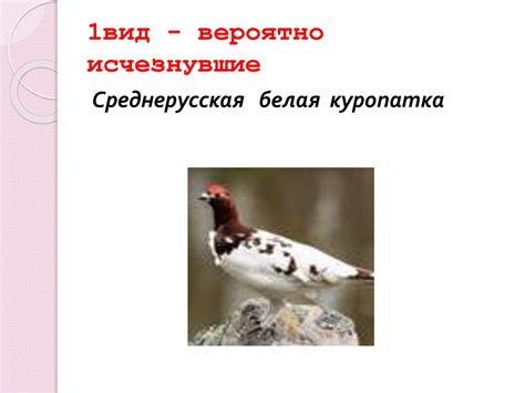 Путешествие по страницам Красной книги Владимирской области