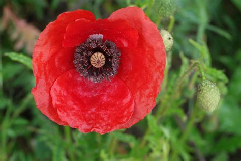 Papaver Rhoeas
