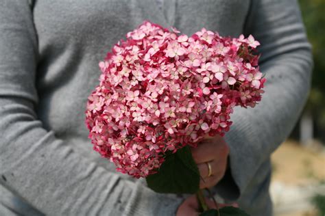 Invincibelle® Ruby Smooth Hydrangea Hydrangea Arborescens Proven