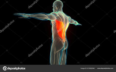 Menneskelige Muskel System Torso Muskler Latissimus Dorsi Muskelanatomi