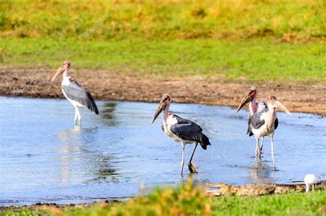 Cigüeña de Marabú en la reserva de caza de Moremi delta del río Okavango Parque Nacional