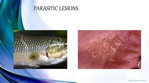 Fish Pathology Pptx