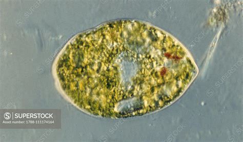 Protozoan Euglenid Seen Under A Microscope Superstock