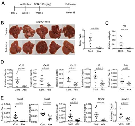 Figures And Data In Nlrp12 Suppresses Hepatocellular Carcinoma Via
