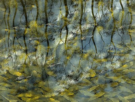 Fish And Lightening Weed By Lin Onus On Artnet