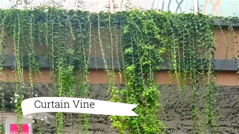 Creepers Nursery At Steven Brothers Blog