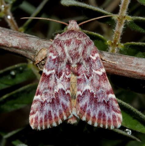 Leadplant Flower Moth Schinia Lucens Moth Beautiful Bugs Insects