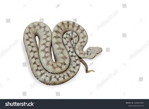 11 251 Em Asp Images Stock Photos Vectors Shutterstock