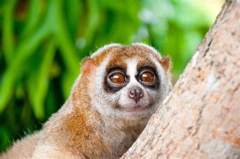 Slow Loris Wallpapers Wallpaper Cave