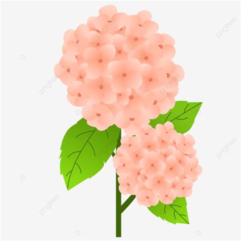 Pink Hydrangea Flower Vector Illustration Pink Hydrangea Flowers
