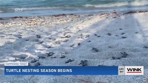 Sea Turtle Nesting Season Begins In Southwest Florida The Suncoast