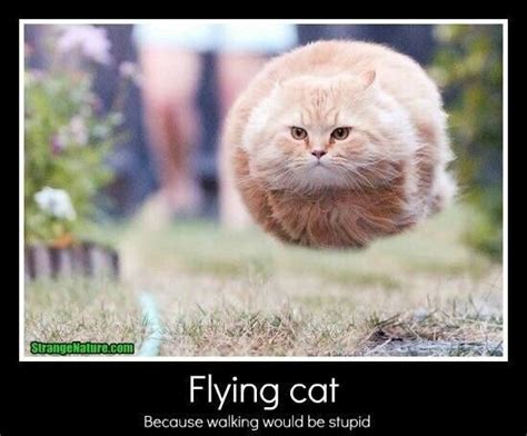 Flying Cat Hover Cat Cat Memes Cats