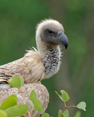 White Back Vulture Victoria Falls Safari Lodge Zimbabw… Flickr