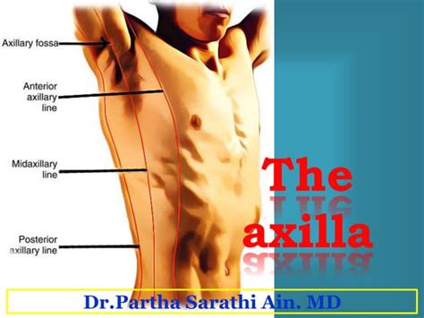 Anatomy Of Axilla Pptx