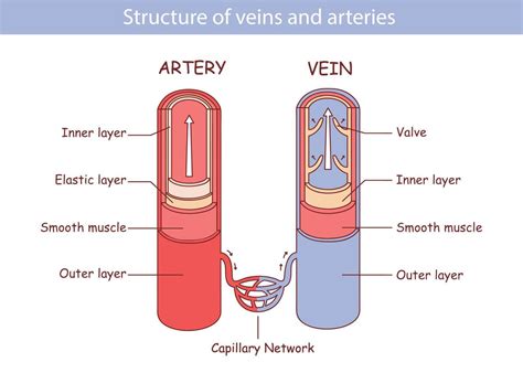 Blood Vessels With Artery And Vein Internal Structure Vector