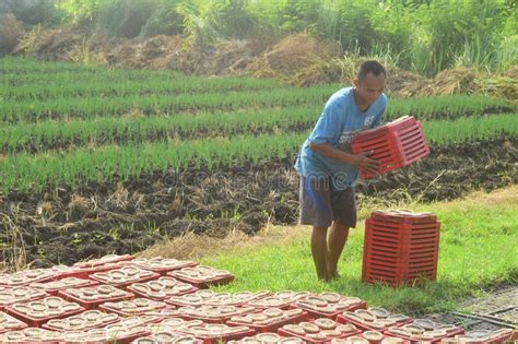 A Man Is Placing Raw Indonesian Crackers To Be Dried In The Sun Editorial Stock Image Image Of