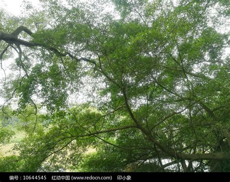 樟树树枝高清图片下载红动中国