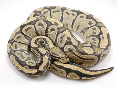 Morph List World Of Ball Pythons