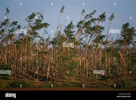 Fallen Trees In Forest Caused By Extremely High Wind Speed During The Storm A Few Days Ago In