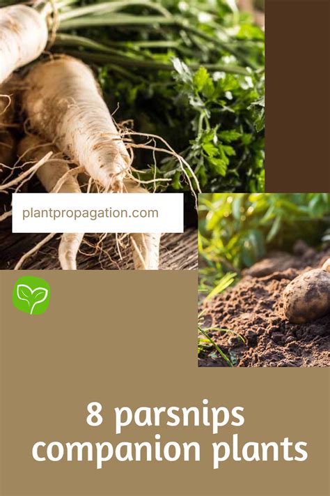 8 Parsnips Companion Plants And What Should You Avoid Artofit