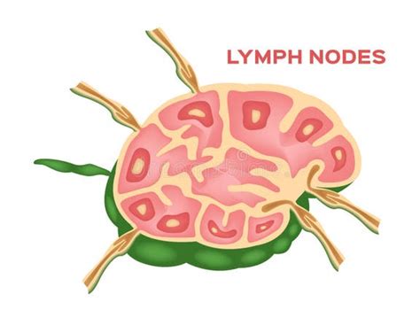 Structure Lymph Node Stock Illustrations 659 Structure Lymph Node