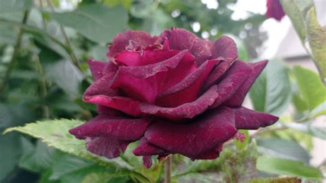 Jat 1 User Profile Deviantart