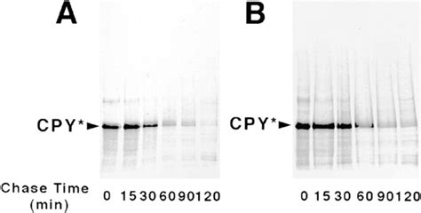 Effect Of Png1Δ On Cpy Degradation Radiolabeled Cpy Prepared As Download Scientific Diagram