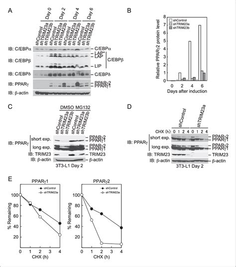 Figure 1 From The E3 Ubiquitin Ligase Trim23 Regulates Adipocyte