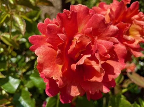 Rosa Easy Does It™ Online Flower Garden