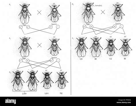Morgan Fruit Flies Ndiagram Of Observations Made By Thomas Hunt Morgan 1866 1945