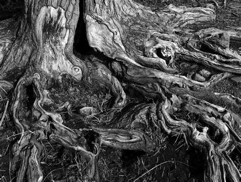 Pin By Felicia León On Outdoors Tree Roots Weird Trees Tree Forest