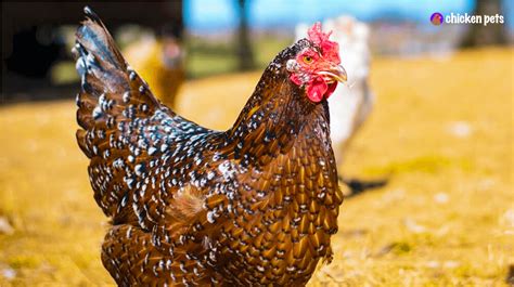 Sussex Chicken Breed What Is It Chicken Pets