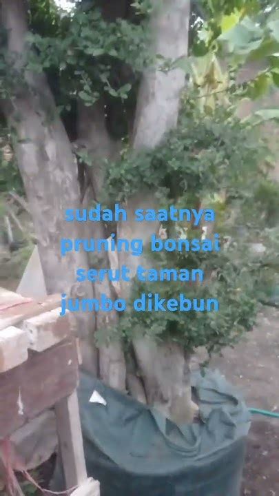 Sudah Waktunya Pruning Bonsai Serut Taman Jumbo Youtube