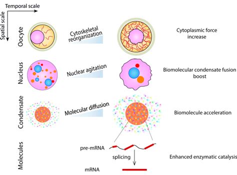 Capturing Cytoskeleton Based Agitation Of The Mouse Oocyte Nucleus