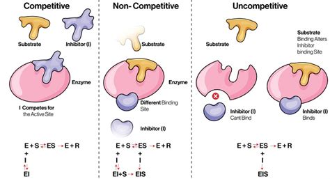 Enzyme Inhibition