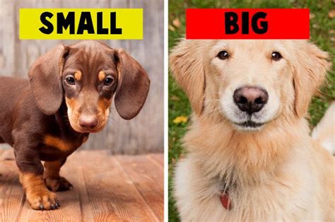 Small Dogs Vs Big Dogs Comparison