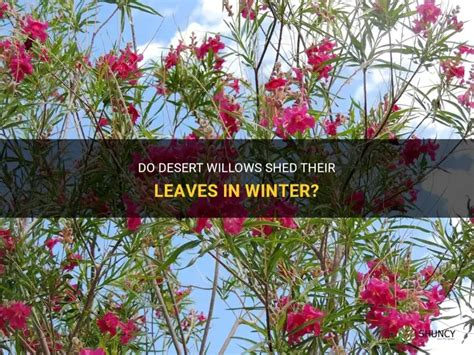 Do Desert Willows Shed Their Leaves In Winter Shuncy