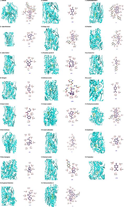 Molecular Docking Of Phytochemicals Of Myrtus Communis L Against Ache