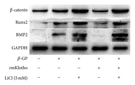 A Representative Bmp2 Runx2 And β Catenin Expression Levels From